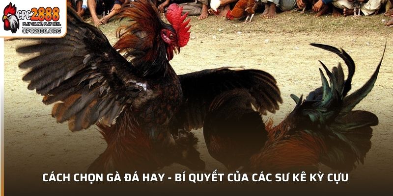 Cách Chọn Gà Đá Hay - Bí Quyết Của Các Sư Kê Kỳ Cựu